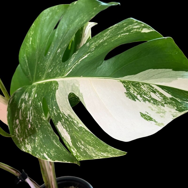 Variegated Monstera - Etsy