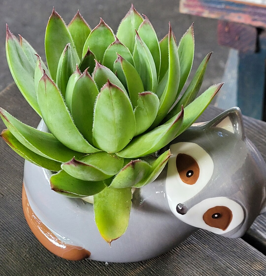Ceramic Roscoe the Raccoon Planter for Succulents, Cacti, Air Plants ...