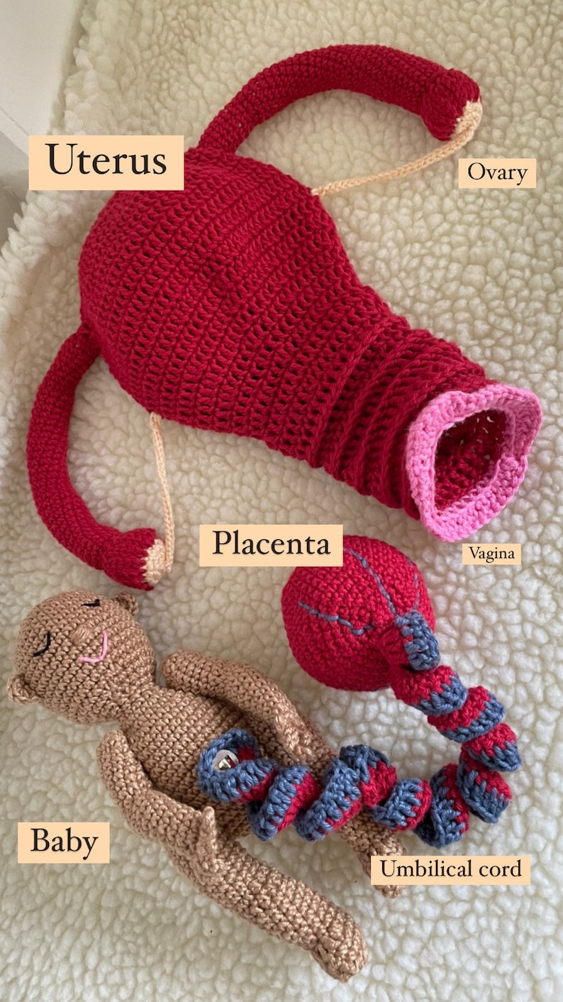 Set With Baby Umbilical Cord Placenta and Uterus for Birth - Etsy