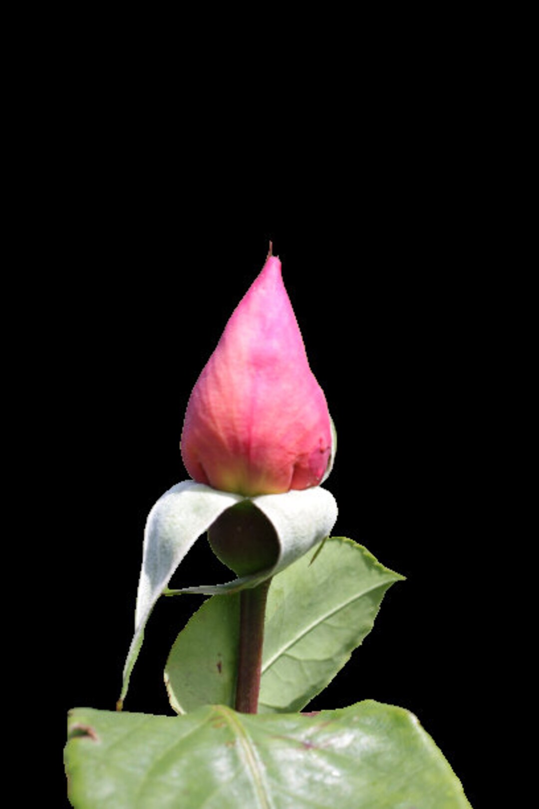 Digital Download Closed Pink Rose Bud - Etsy