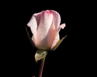 Digital Download Closed Pink Rose Bud - Etsy