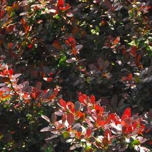Crimson Pygmy Barberry Shrub - Berberis - Very Hardy Pot Grown - Shrub ...