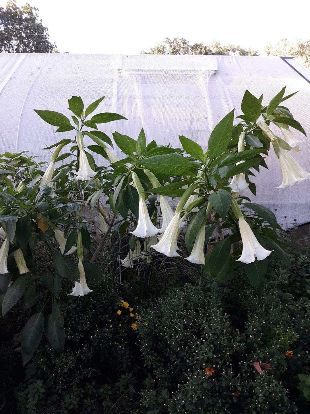 1 White Angel Trumpet Grown in 4" Pot - Awesome Plant - Etsy