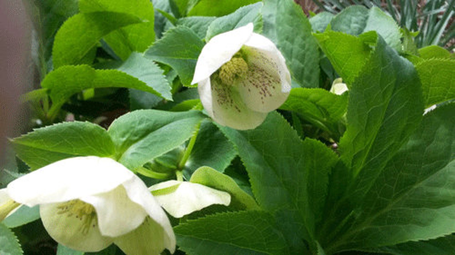 Helleborus Lenten Rose Plant: Royal Heritage Shade Perennial - Etsy