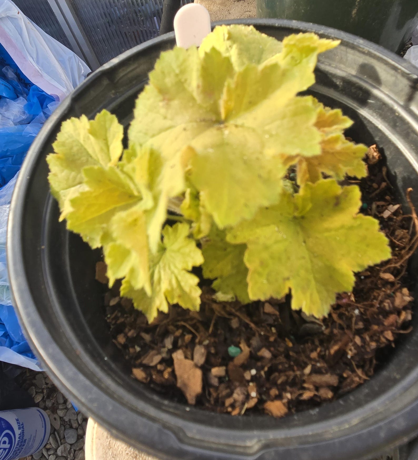 Guacamole Coral Bells Plant - Heuchera - Full Sun to Partial Shade ...