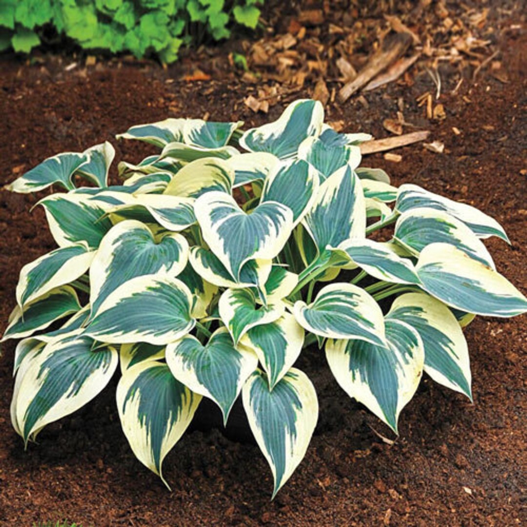Firn Line Hosta Grown in 6" Pot - Medium Size With Blue Green Leaves ...