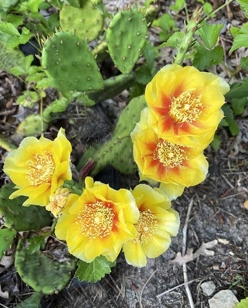 Prickly Pear Cactus - Opuntia Humifusa - 2 Paddles - Etsy