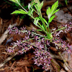 Xanthorhiza Simplicissima , YELLOW ROOT, Unusual Perennial Starter ...