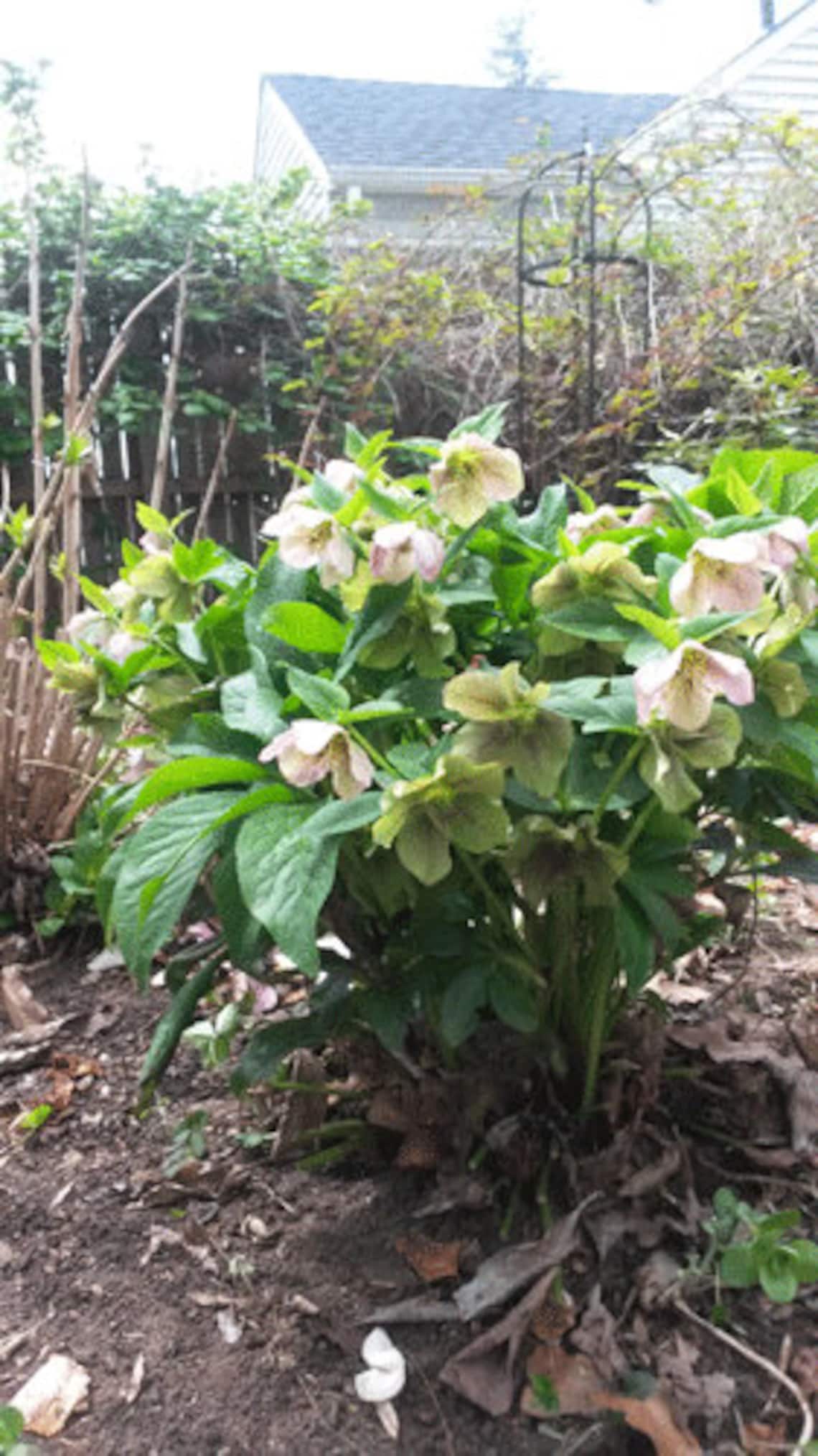 Helleborus Lenten Rose Plant: Royal Heritage Shade Perennial - Etsy