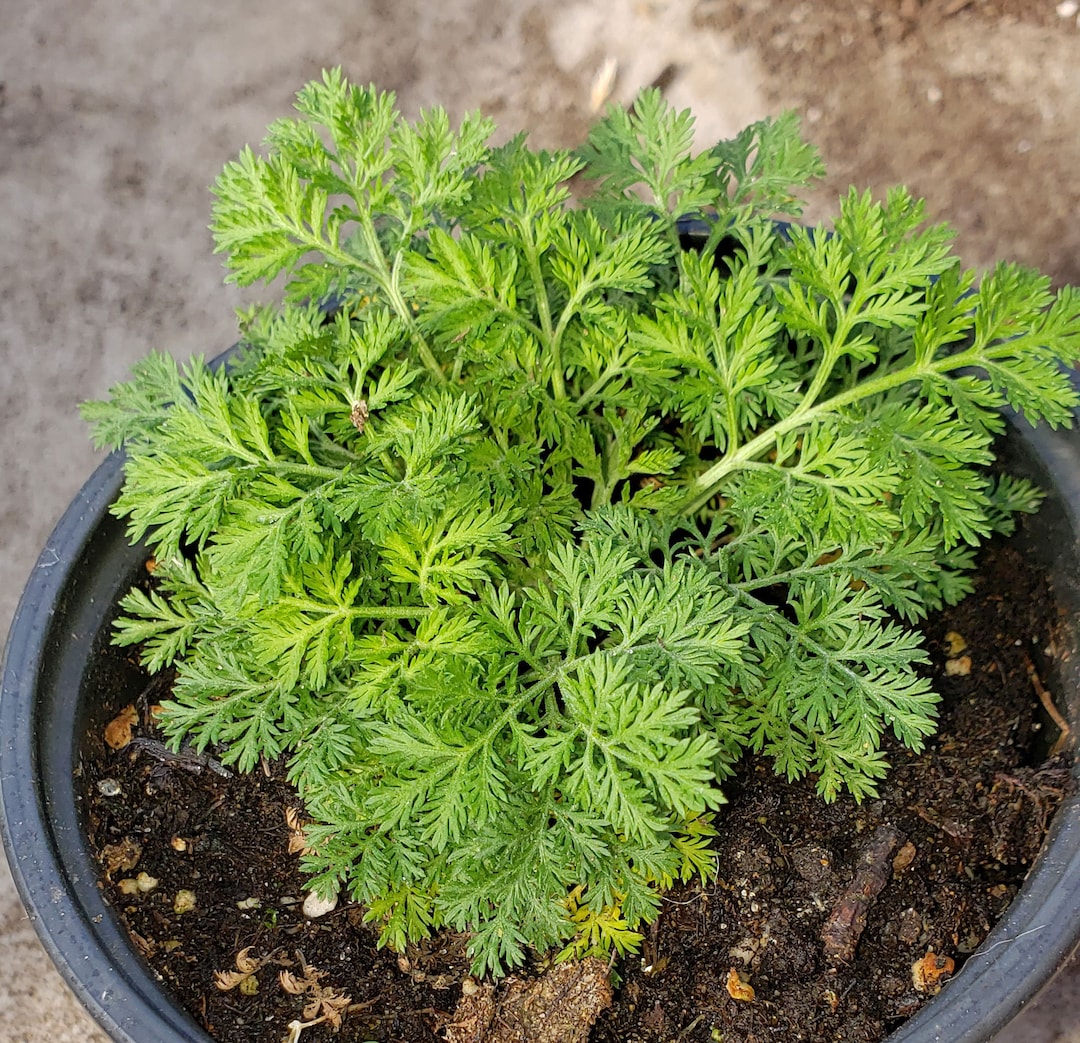 Sweet Annie Plant Rooted in 4" Pot - Fragrant in Garden or Dried Floral ...