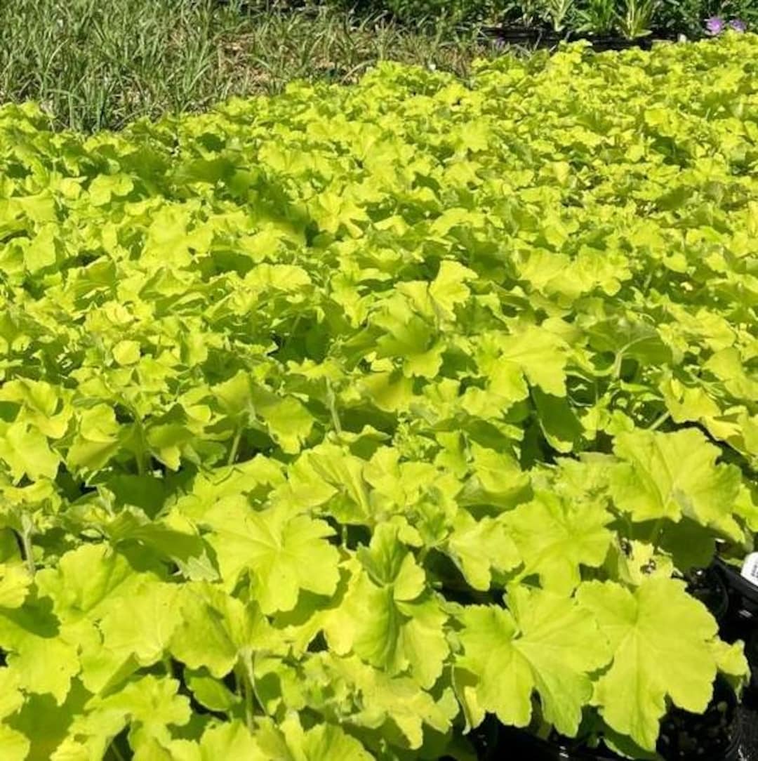Guacamole Coral Bells Plant - Heuchera - Full Sun to Partial Shade ...