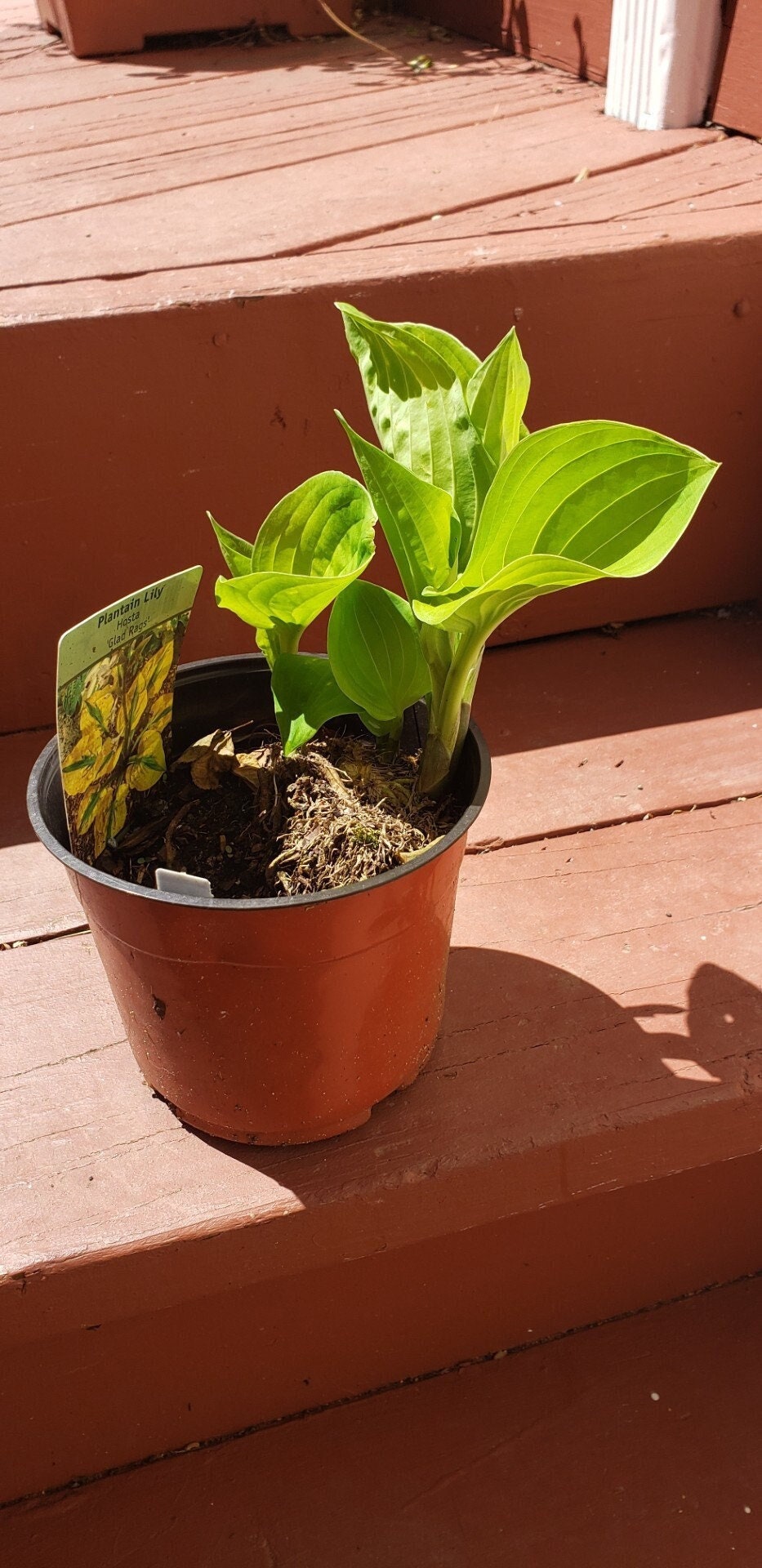Glad Rags Hosta Bright Yellow With Green Middle Stripe Grown in 6 Pot ...