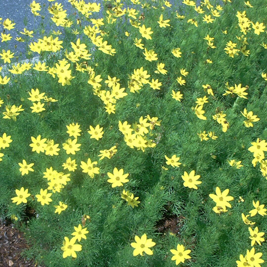 Coreopsis Verticillata 'moonbeam' Tickseed Perennial Clump - Perennial ...