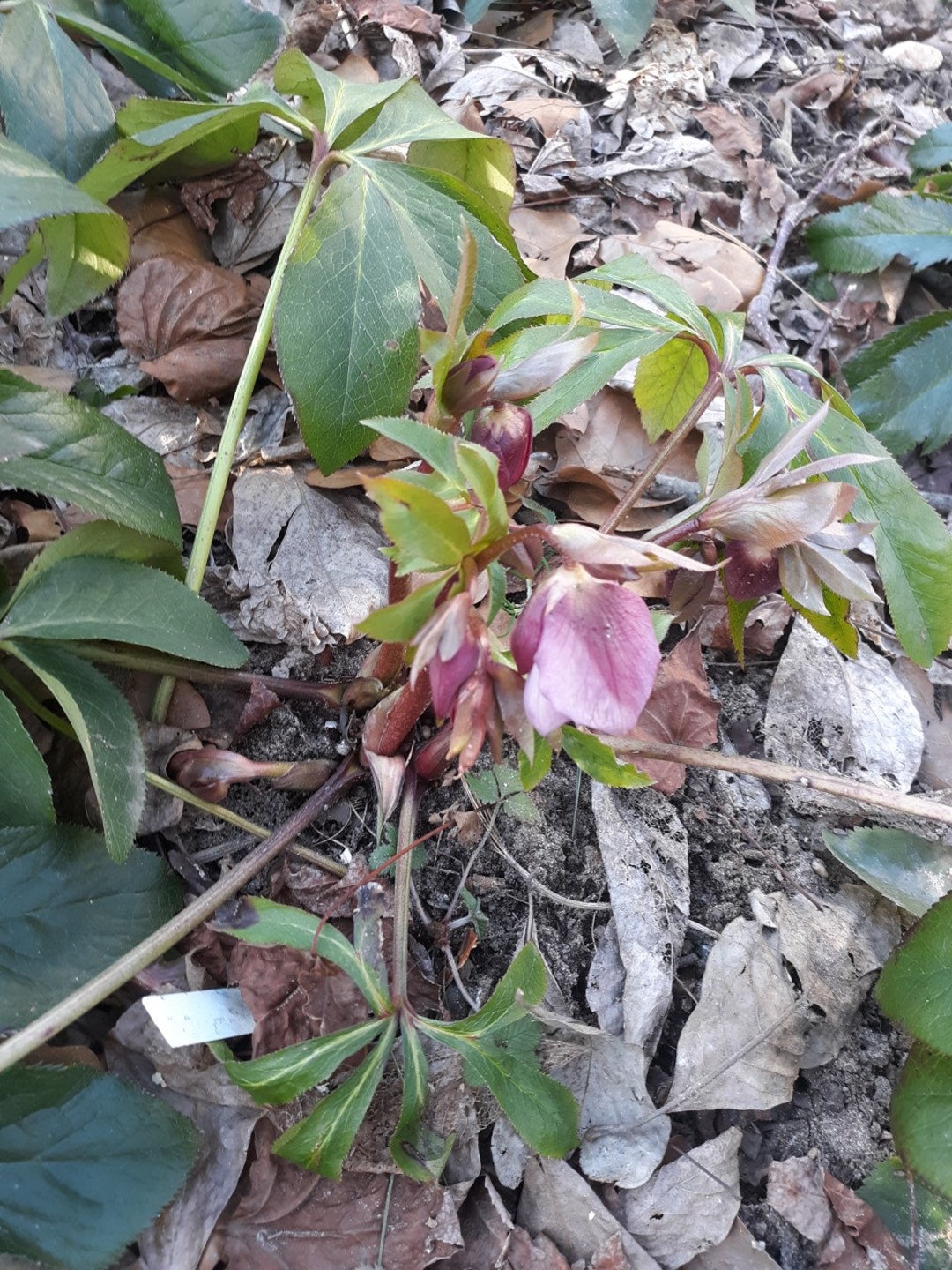 Helleborus Lenten Rose Plant Royal Heritage Amazing Shade Perennial - Etsy