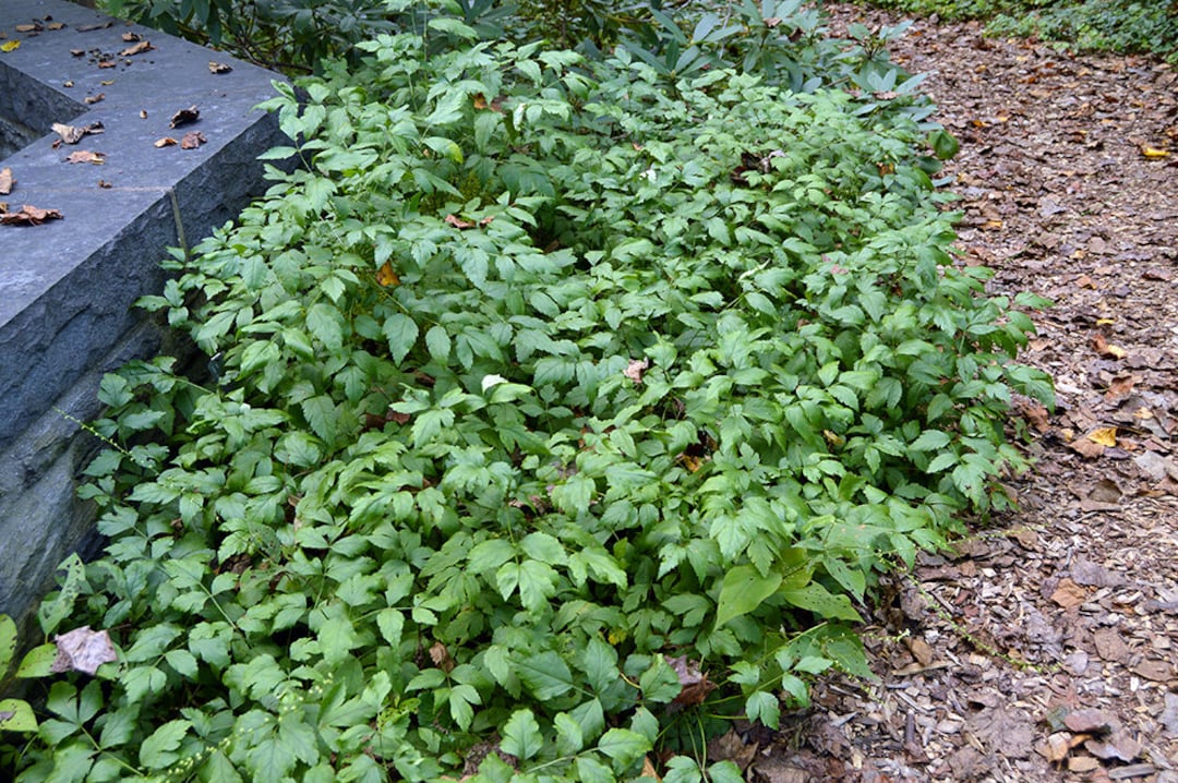 Xanthorhiza Simplicissima , YELLOW ROOT, Unusual Perennial Starter ...