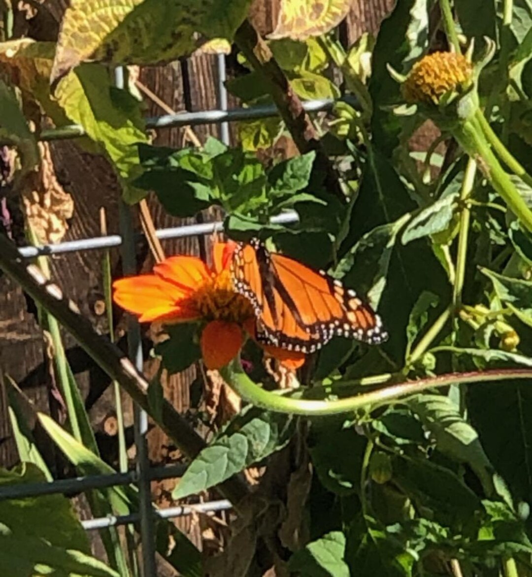 Tithonia - Mexican Sunflower - Torch Flower Grown in 4" Pot - Etsy