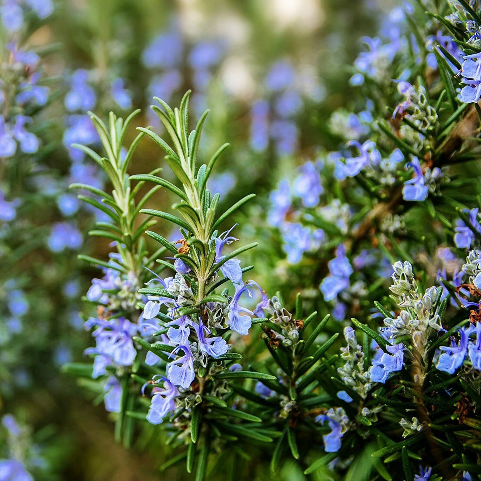 ARP Rosemary (rosmarinus Officinalis) Grown in 4" Pot - Culinary Herb ...