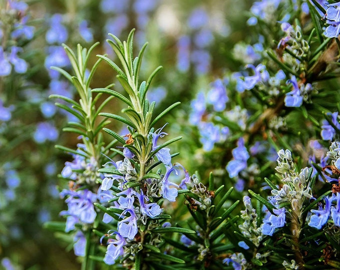 ARP Rosemary (rosmarinus Officinalis) Grown in 4" Pot - Culinary Herb ...