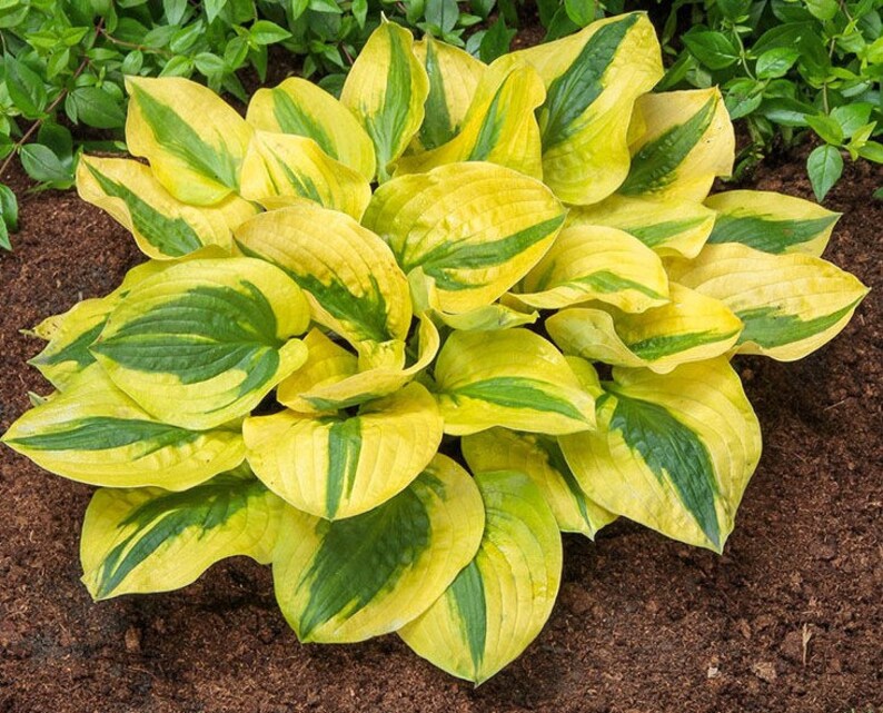 Glad Rags Hosta Bright Yellow With Green Middle Stripe Grown in 6 Pot ...