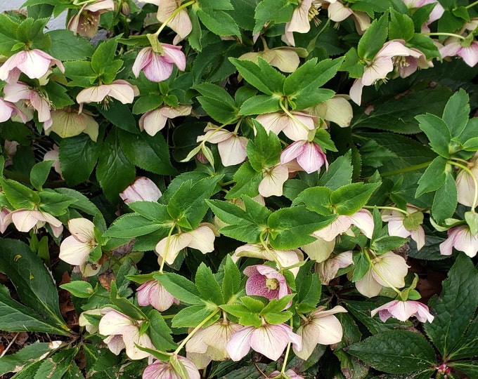 Mother of the Bride Lenten Rose Perennial. Stunning Blooms. Easy to ...