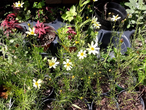 Tickseed Coreopsis Moonbeam
