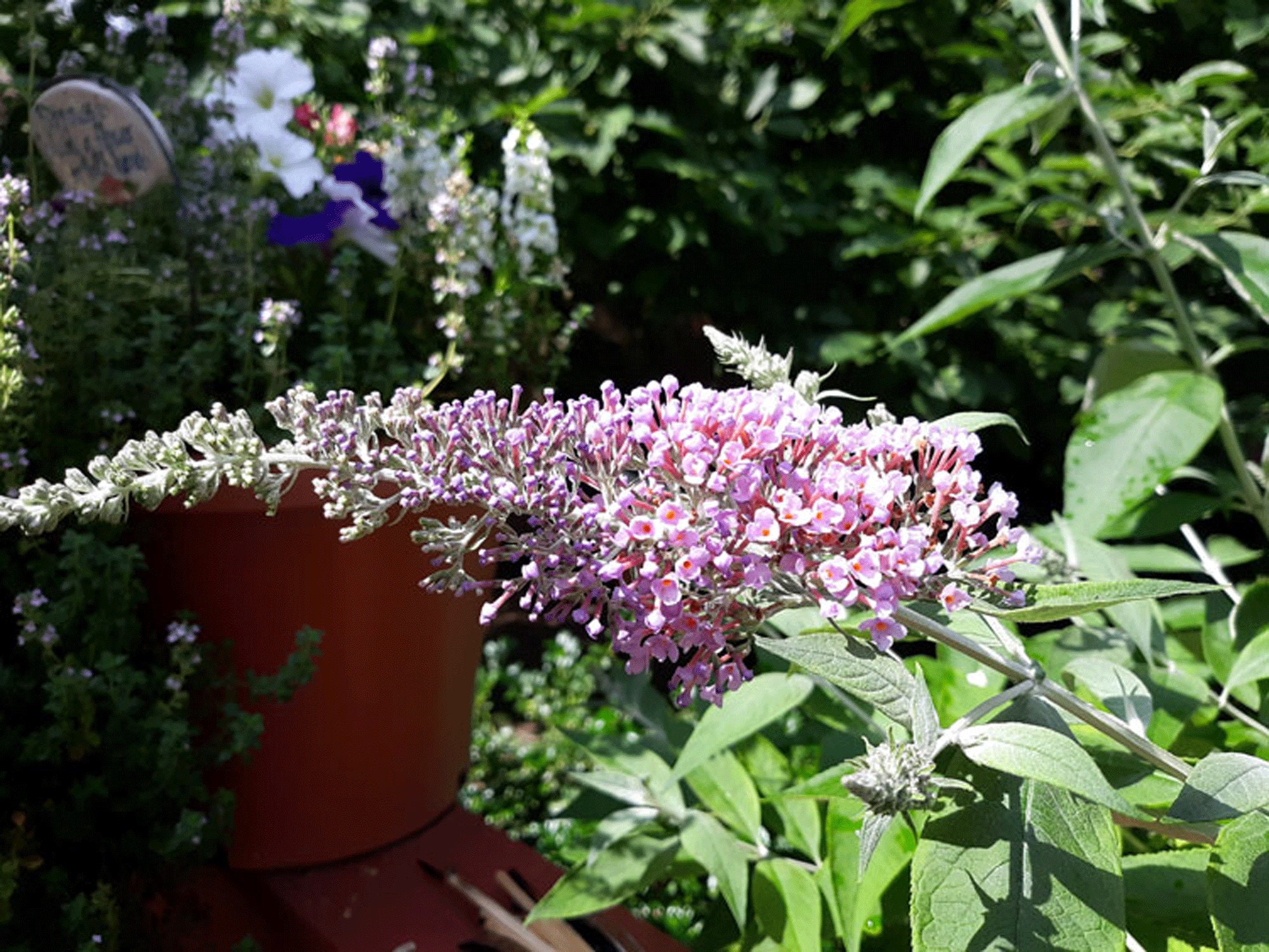 Stunning Lilac Buddleia Davidii Butterfly Bush Perennial - Etsy UK