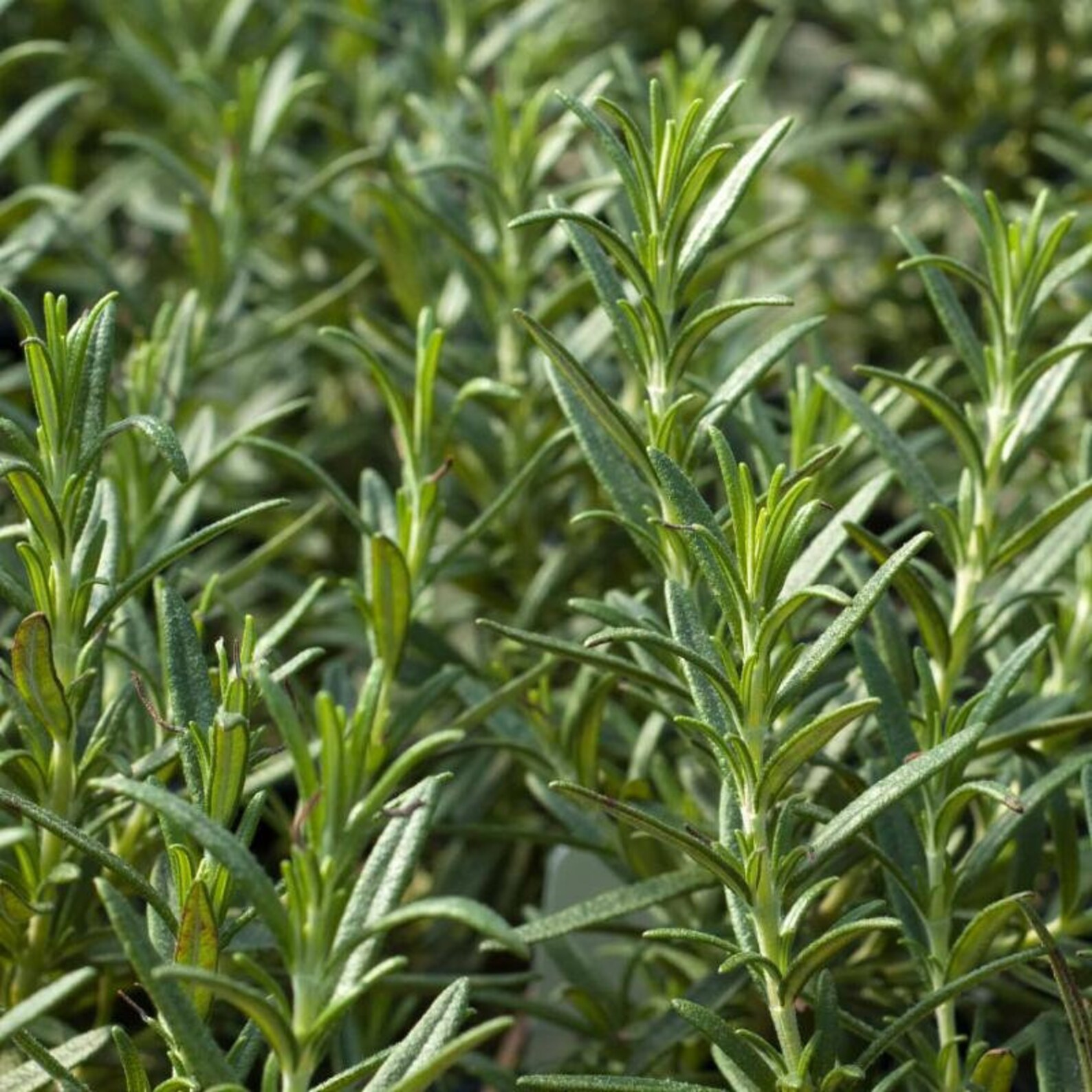 ARP Rosemary (rosmarinus Officinalis) Grown in 4" Pot - Culinary Herb ...