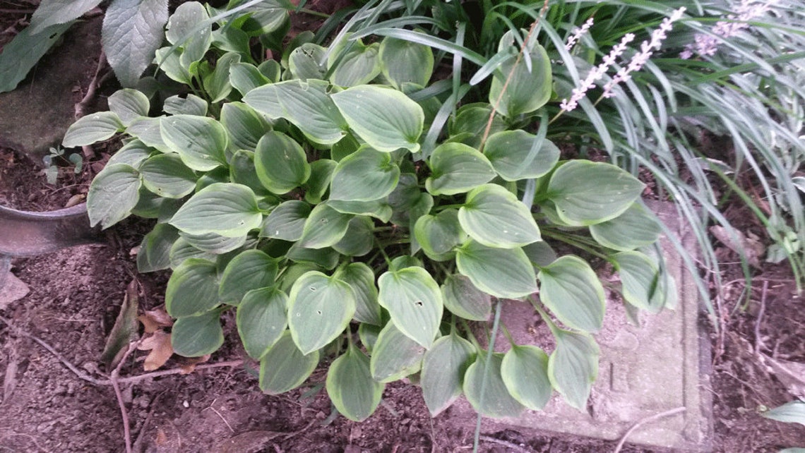 Small Size Border Hostas 3 Plants Assorted Varieties - Etsy