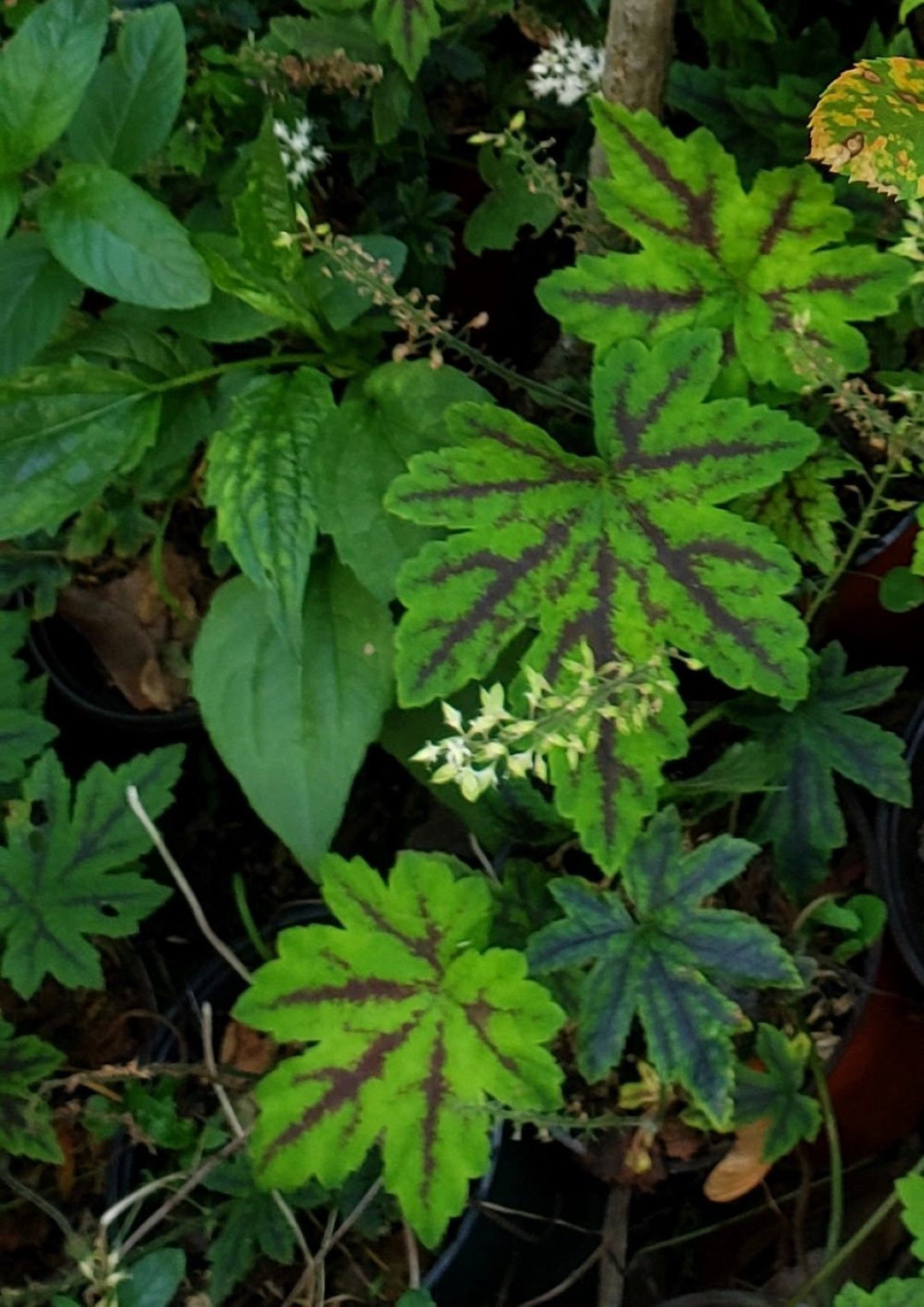Shade Loving Tiarella - New Moon Motley - Foam Flower - Etsy