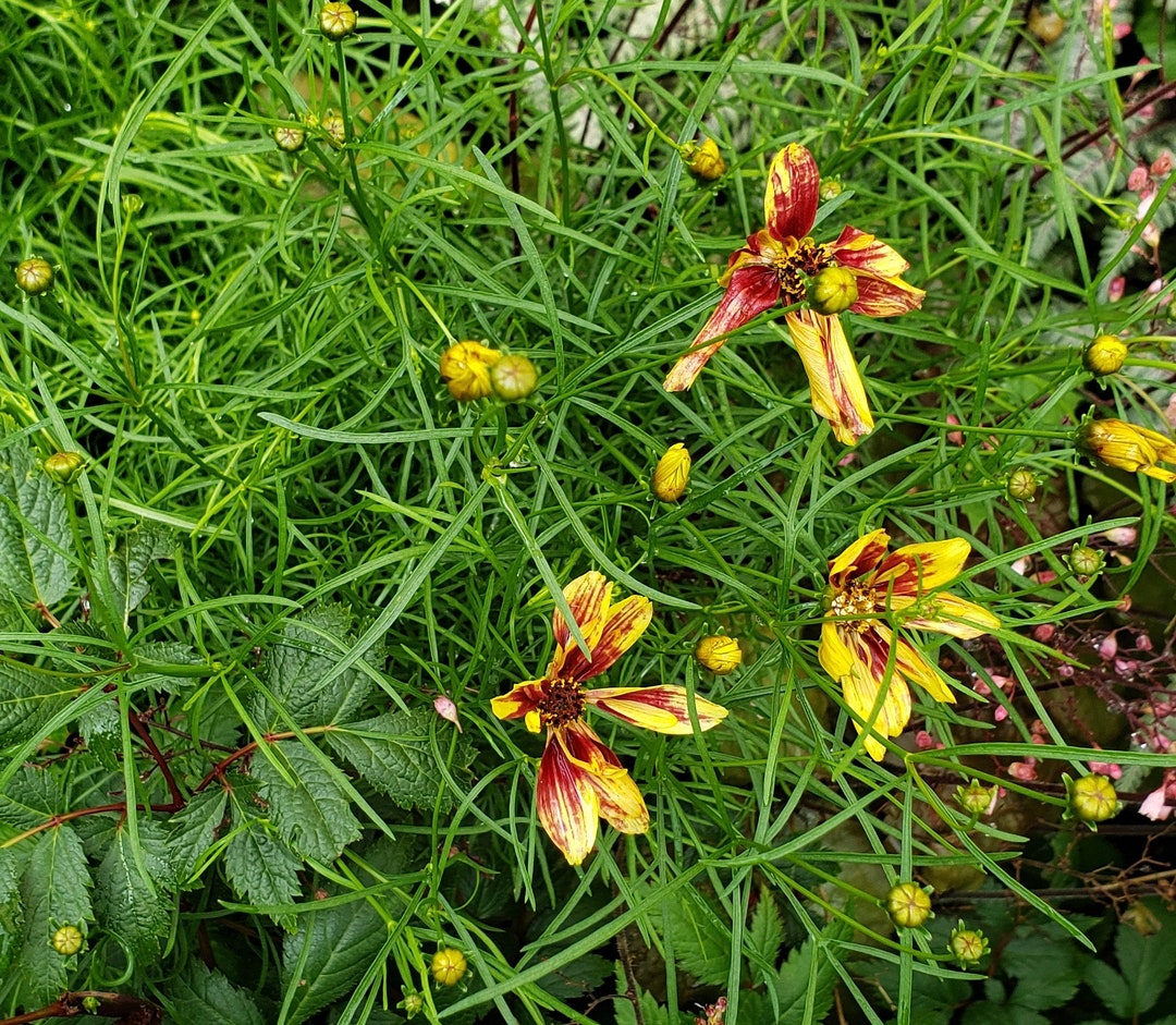 Coreopsis Verticillata 'route 66' Tickseed Perennial Clump - Perennial ...
