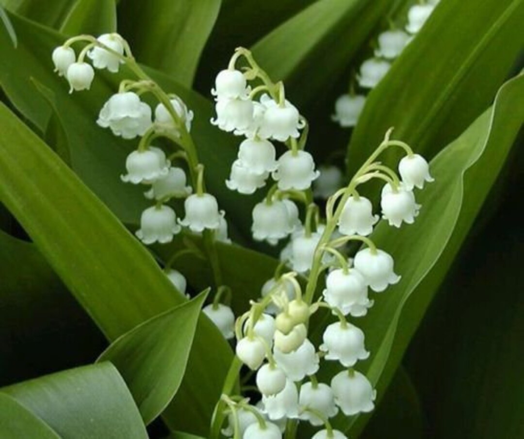9 Lily of Valley Pips - Convallaria Shade Perennial - Etsy