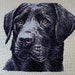 Black Labrador 14x 14 Pillow - Etsy