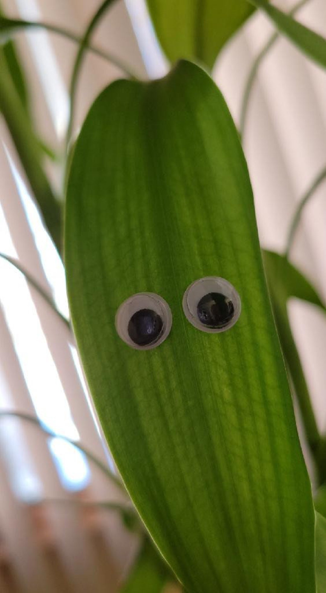 Small Magnetic Plant-safe Pins Googly Eyes Leaf Plant Magnet - Etsy