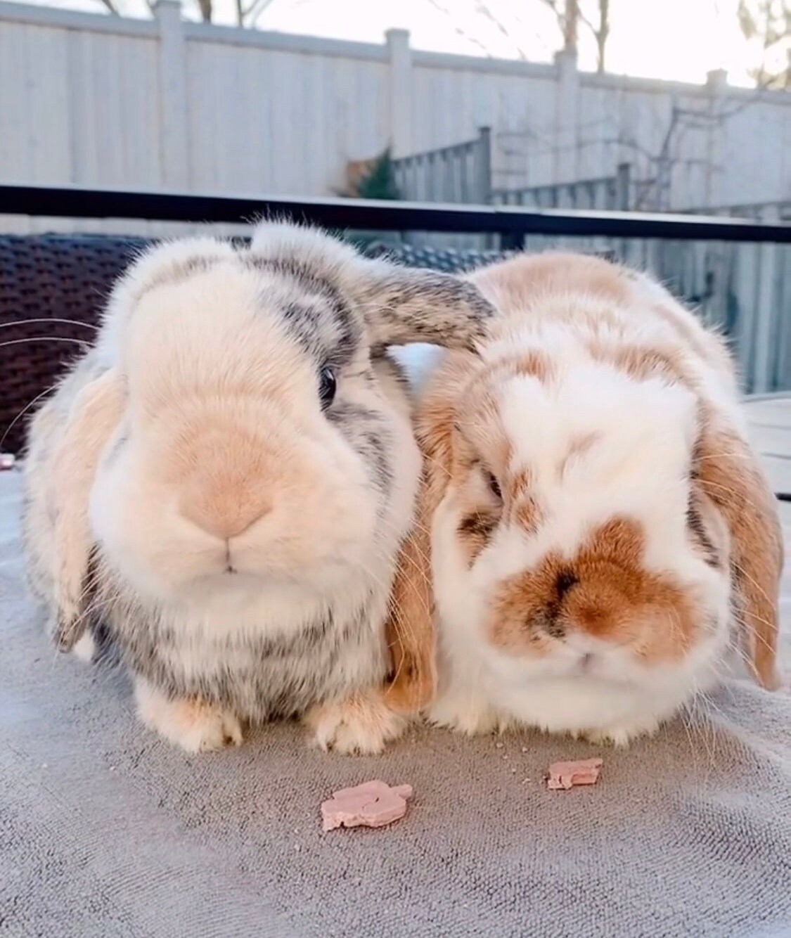 Cherry Pops Rabbit Treats Natural Bunny Treats Small Animal | Etsy
