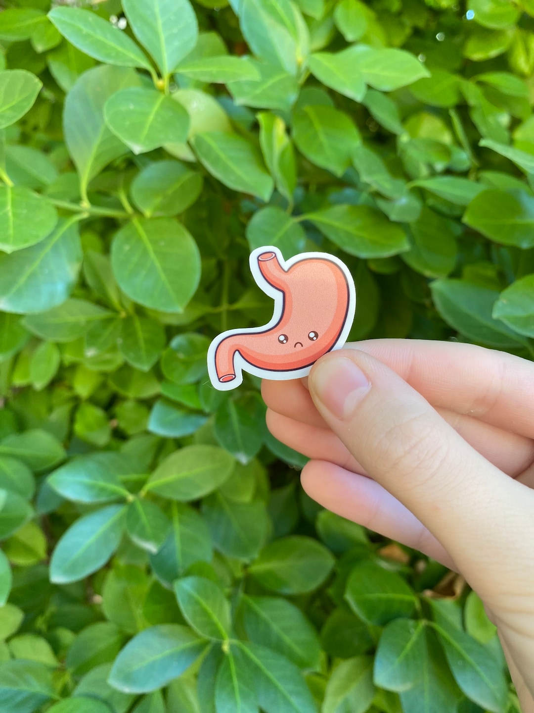 Stomach Sticker, Chronic Illness Sticker, Laptop Sticker, Water Bottle ...