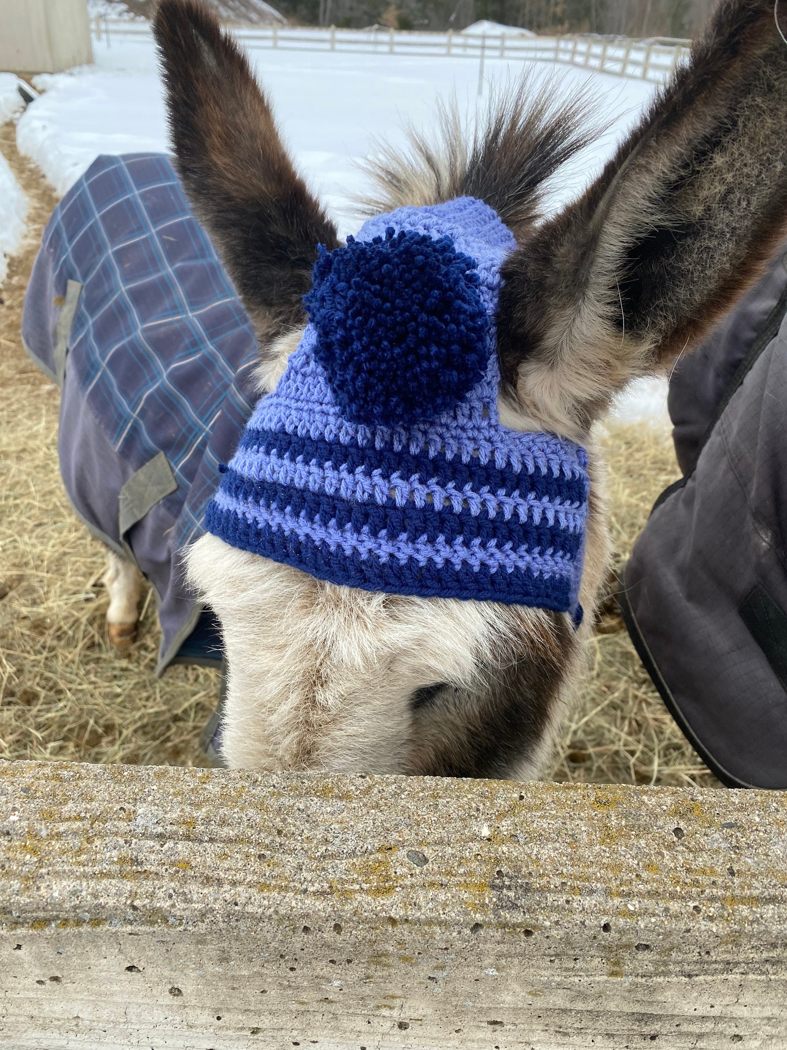 Two-color Hat - Mini Donkey - Etsy