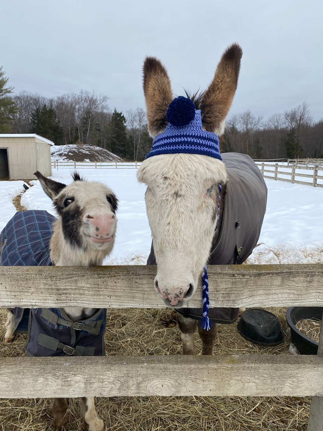 Two-color Donkey Hat - Standard Donkey Size - Etsy