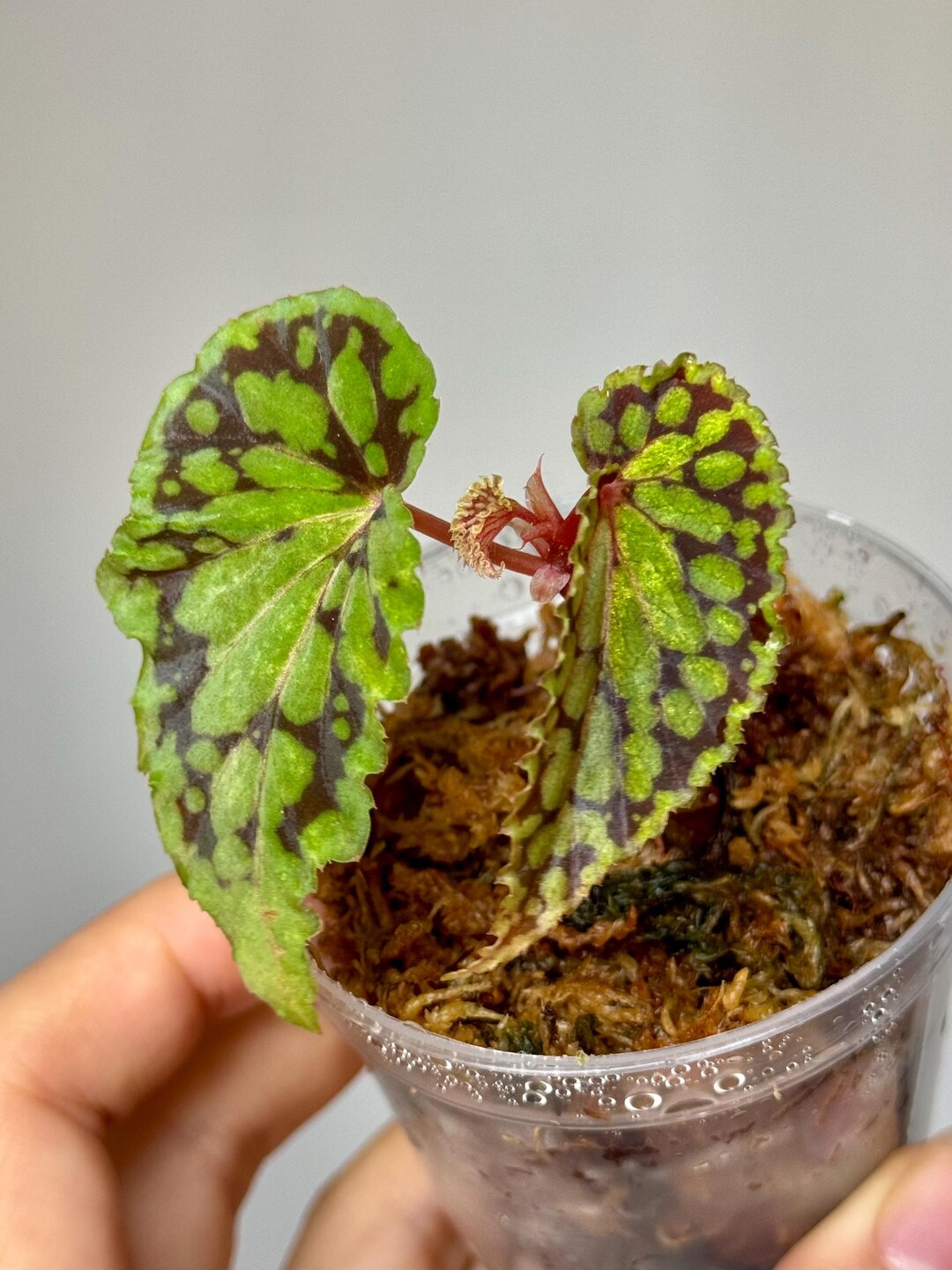 Variegated Begonia Chlorosticta “gold Dust” - Etsy