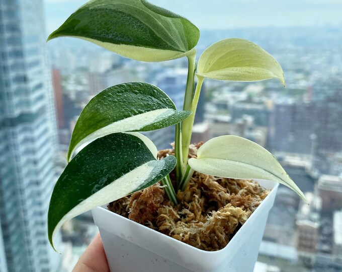 EXTREMELY RARE Scindapsus Blue Albo Bottom Cutting - Etsy