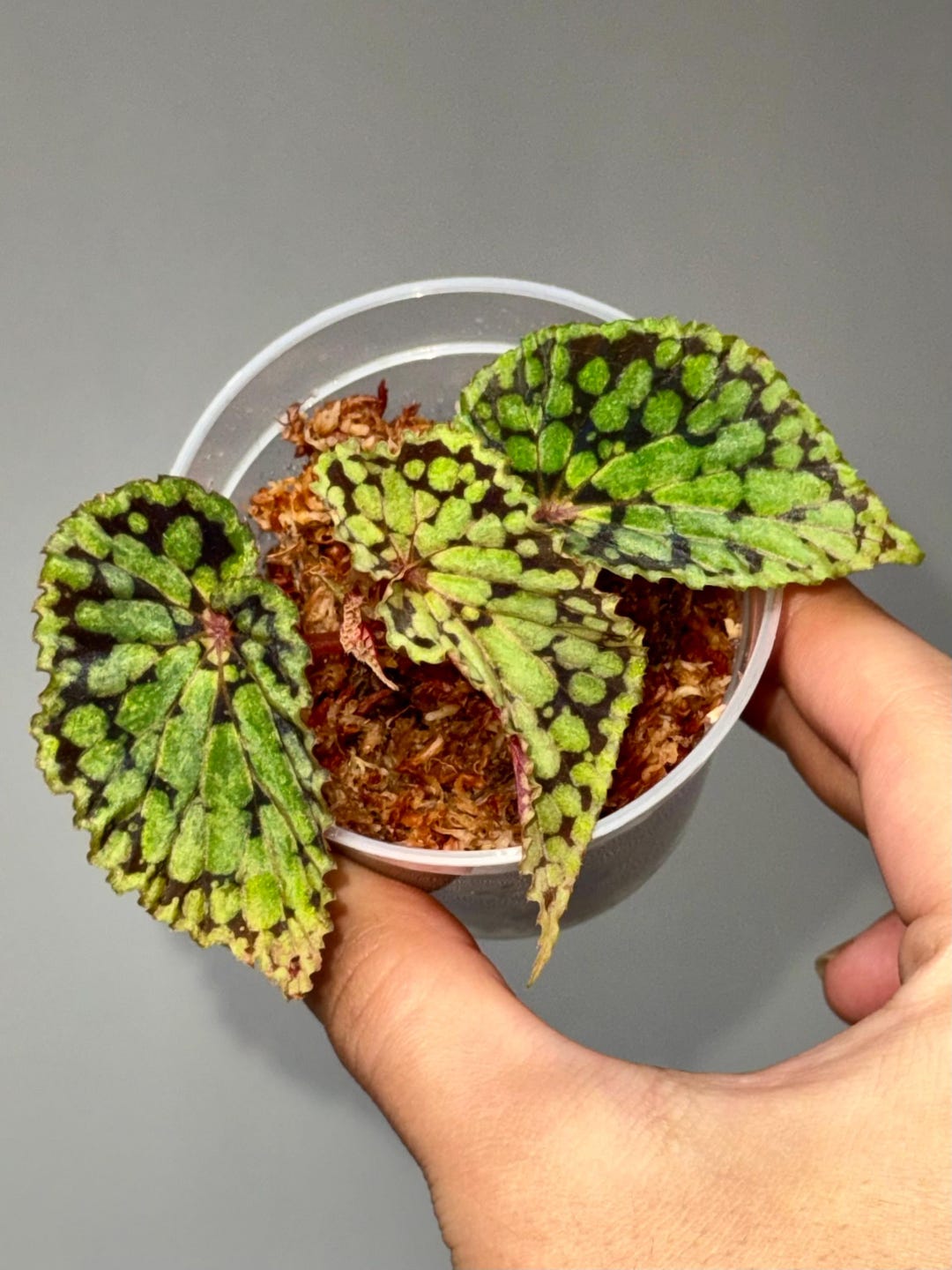 Variegated Begonia Chlorosticta “gold Dust” - Etsy