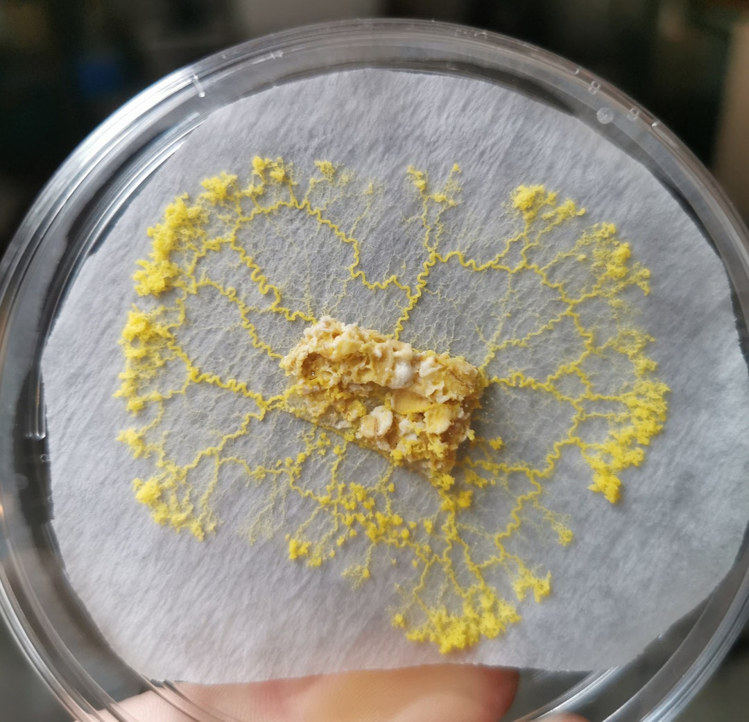 Blob Cultivation Kit - Cultivation Kit Blob - "physarum Polycephalum ...