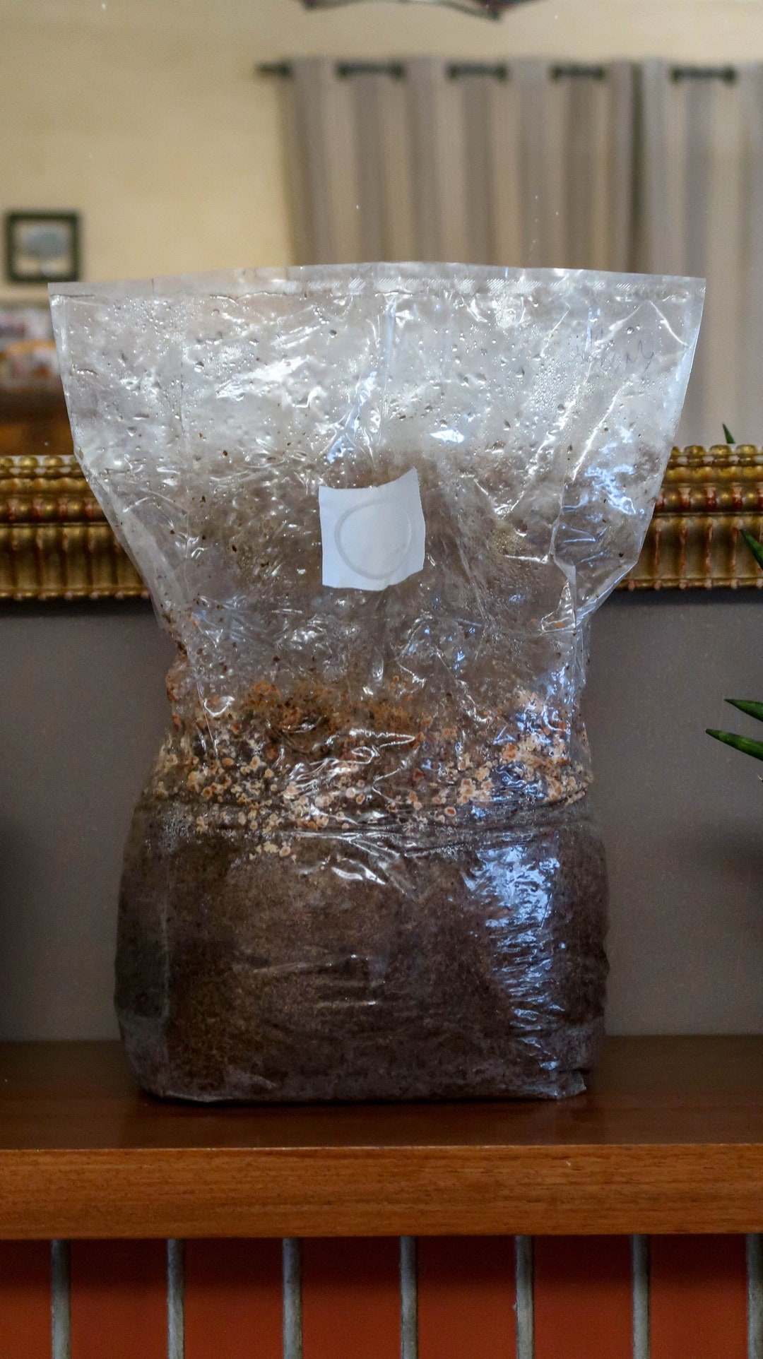 Mycelium de Morille prêt à planter, Morchela Elata mycelium ready to ...