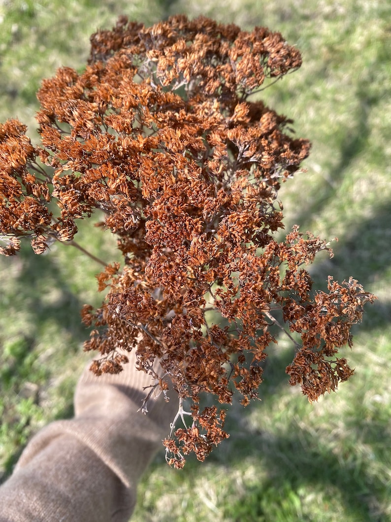 Dried Sedum - Etsy