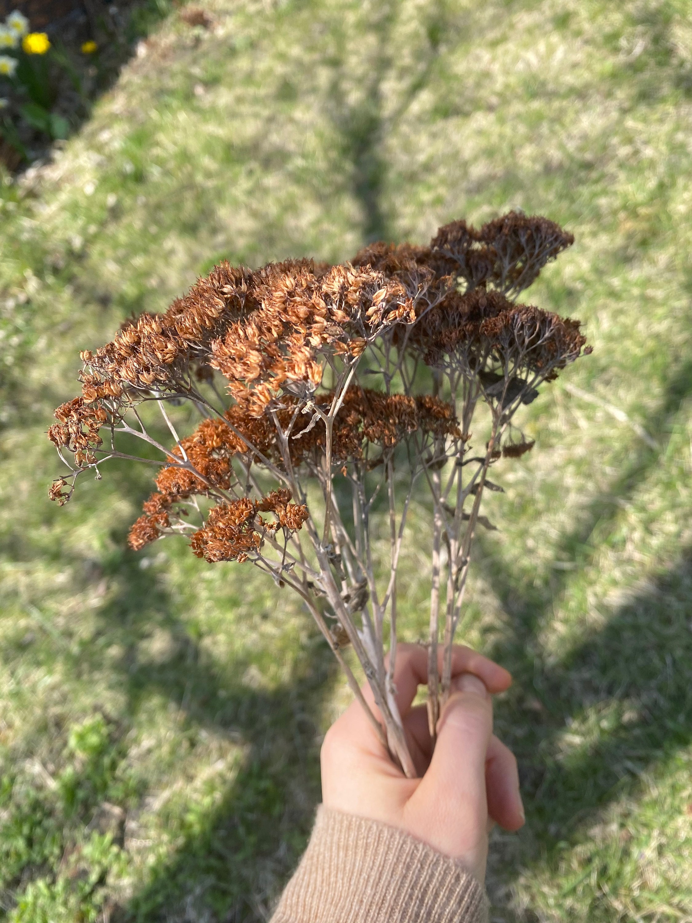 Dried Sedum - Etsy