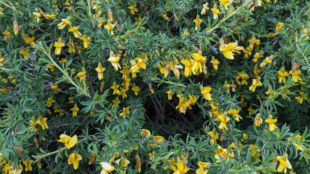 Siberian Pygmy Pea Shrub, Pygmy Dwarf Caragana Seeds Rare Unique ...