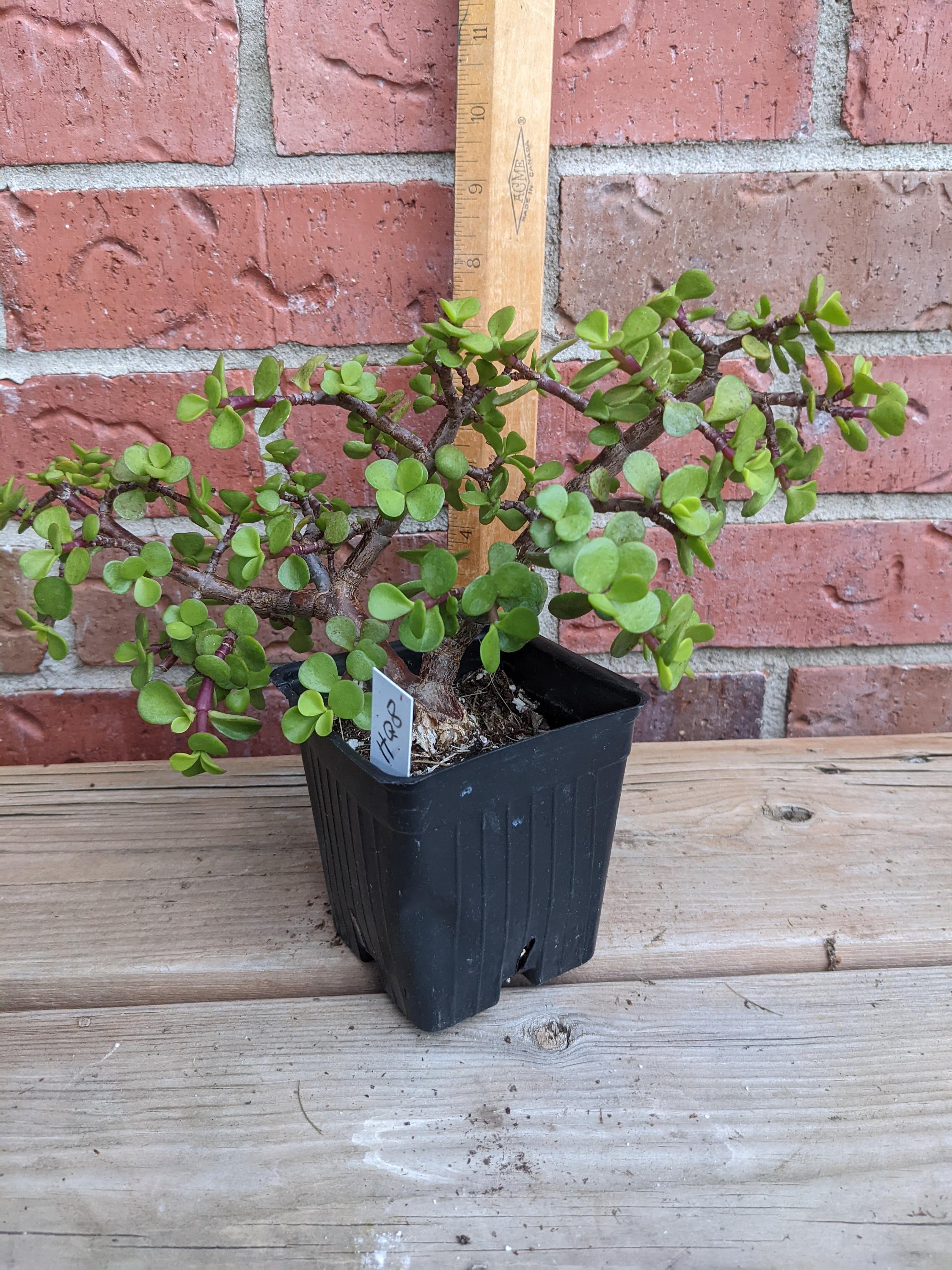 Junior Mini Jade Spekboom Plants Portulacaria Afra Excellent - Etsy Canada