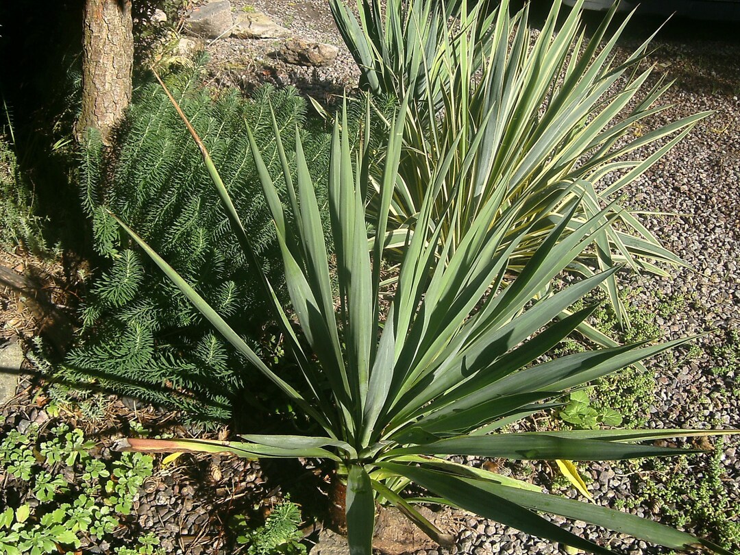 Yucca Seedling Winter Hardy Yucca Filamentosa drought Tolerant adam's ...