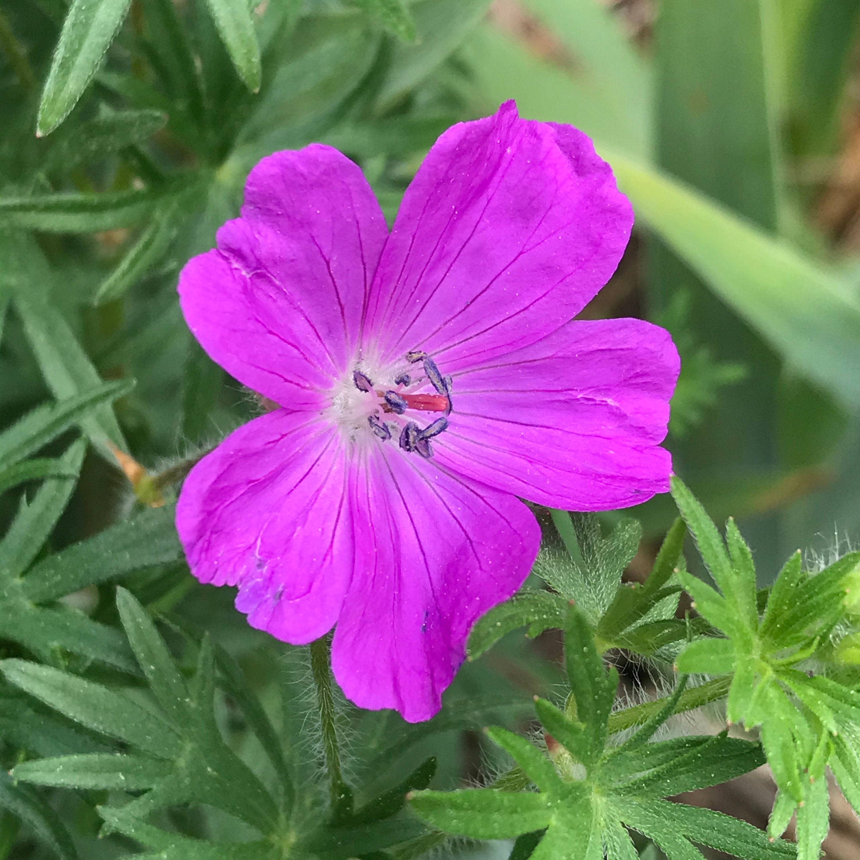 Cranesbill Pink
