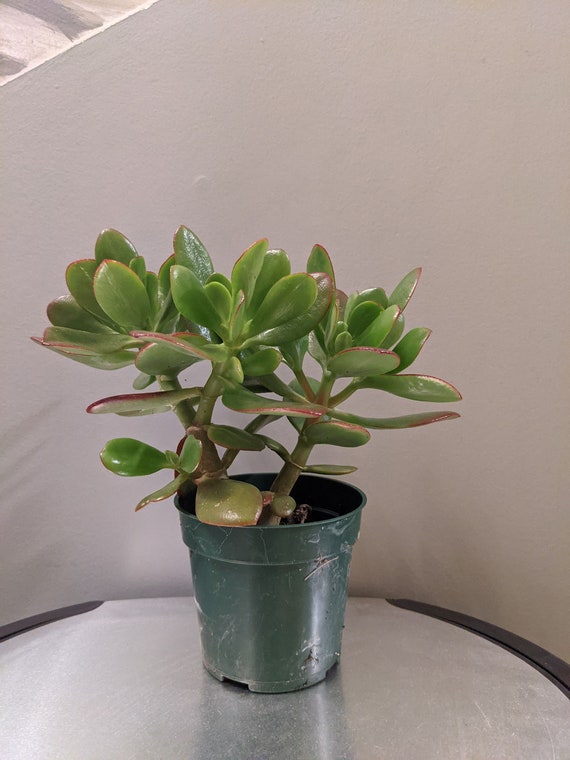 Jade Plant Easy to Grow Good Luck and Prosperity Plant | Etsy