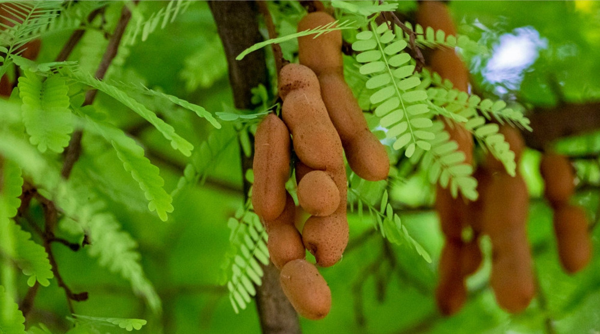 Tamarind Tree